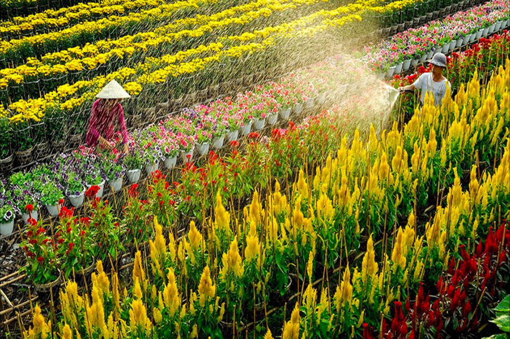 Làng hoa Sa Đéc - Những ngày giáp Tết